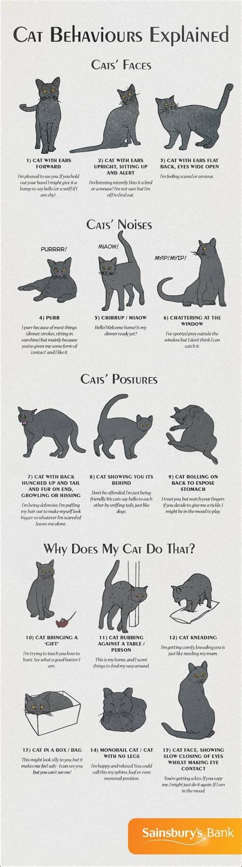 Mews Cat Behaviours Explained Infographic Cat Behavior Cats And