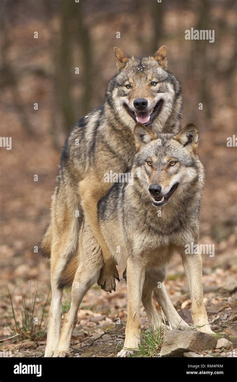 Wolf Canis Lupus Couple Mating In Forest Neuhaus Lower Saxony