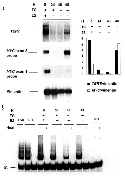 Induction Of Tert Expression And Telomerase Activity By C Myc In The