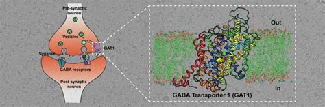 Cryo Em Decodes The Structure Of Crucial Neural Transport Protein Gaba