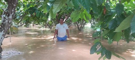 Madre De Dios Más De Mil Hectáreas De Cultivo Son Afectadas Por