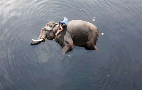 the daily 202 trump reversal of elephant trophy ban underscores the