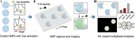 Crispr‐enhanced Hydrogel Microparticles For Multiplexed Detection Of