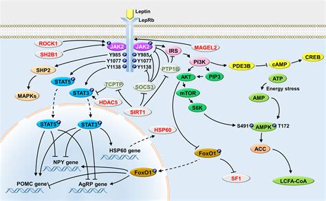 Leptin Signaling And Leptin Resistance