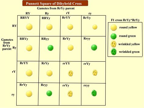 Dihybrid Cross Definition