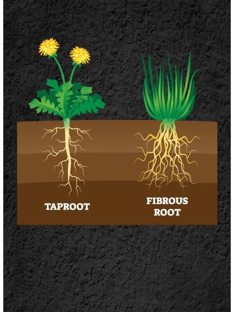 Ncert Class 6 Science Difference Between Taproots And Fibrous Roots
