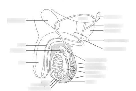 Scrotal Anatomy Diagram Quizlet
