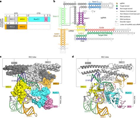 The Overall Structure Of The Cncas12f1 Sgrna Dsdna Ternary Complex A