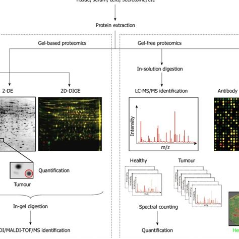 Schematic Representation Of The Principal Workflows Used In Proteomics