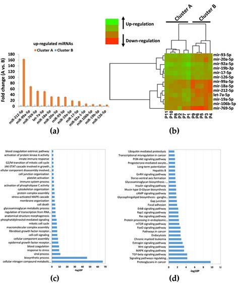 qrt pcr go and kegg analysis of thirteen mirnas up regulated in