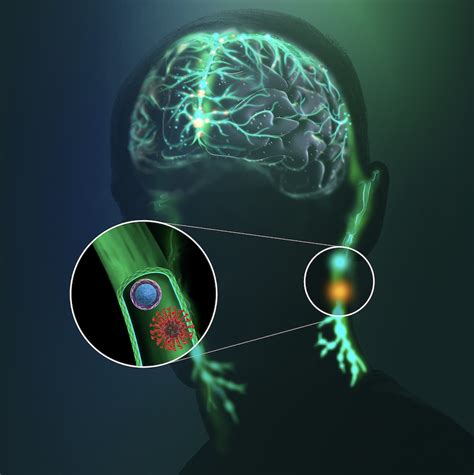 生命学院魏滨实验室在nature Neuroscience杂志发表嗜神经病毒感染途径的最新研究成果 上海大学新闻网