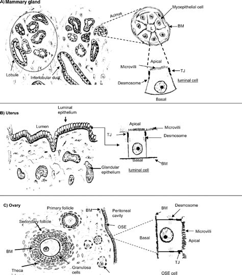 Figure 1 From Three Dimensional Cell Culture To Model Epithelia In The