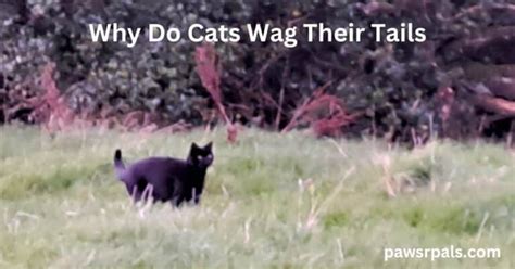 Why Do Cats Wag Their Tails Paws R Pals