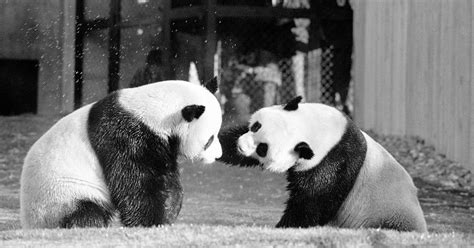 when ling ling and hsing hsing arrived in the u s the new york times