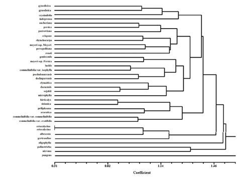 Upgma Dendrogram Based On Morphological Characters Download