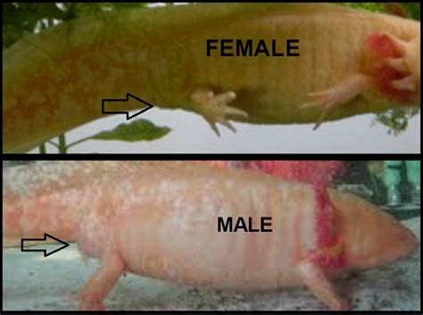 How To Tell If An Axolotl Is Male Or Female Amphipedia