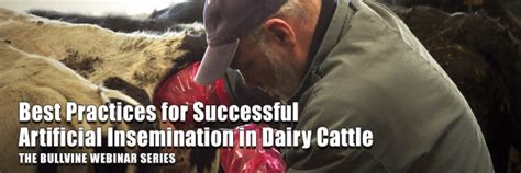 Best Practices For Successful Artificial Insemination In Dairy Cattle