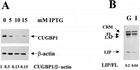 Cugbp1 Regulates C Ebp Isoforms In Cultured Cells A Expression Of