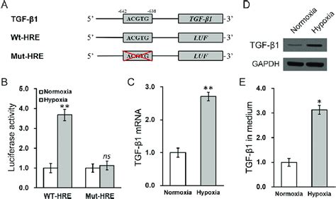 Hif 1a Directly Targets The Hypoxia Responsive Element Hre Of Tgf B1