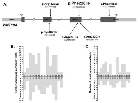 Jcm Free Full Text Novel Candidate Genes For Non Syndromic Tooth