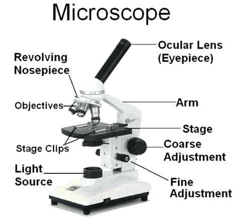 Parts Of A Microscope With Functions And Labeled Diagram Images
