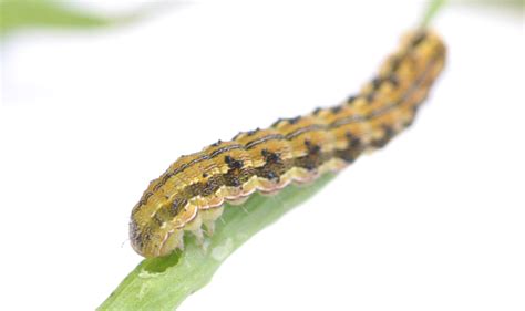 Management And Economic Thresholds For Native Budworm Agriculture And