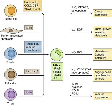 Schematic Representation Of Cells And Mediators Influencing The