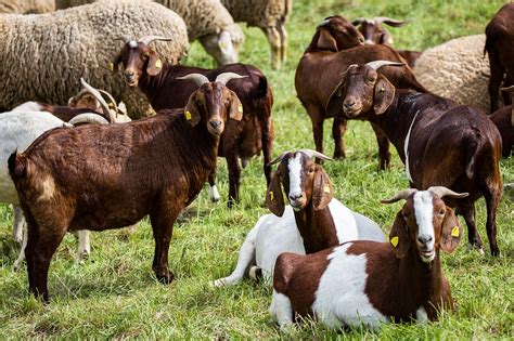 What To Consider When Raising Sheep And Goats Together