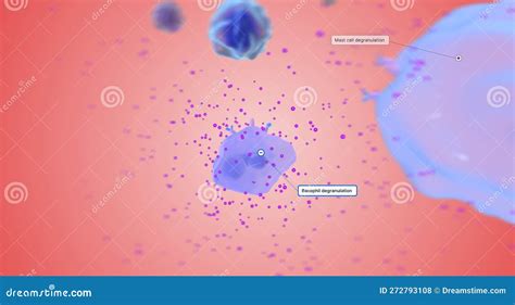 Degranulation Of Mast Cells And Basophils Stock Illustration