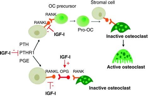 Igf I Increases Markers Of Osteoblastic Activity And Reduces Bone