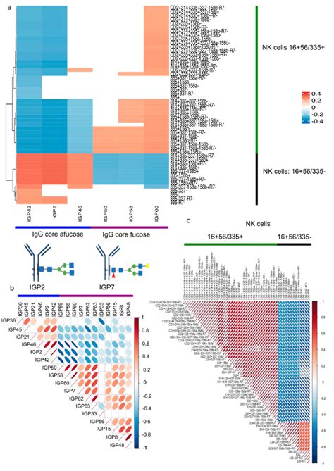 Aitd Igg N Glycan Traits Associated With A Subpopulation Of Nk Cells