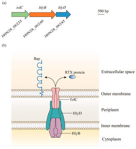 Antibiotics Free Full Text Uncovering The Secretion Systems Of