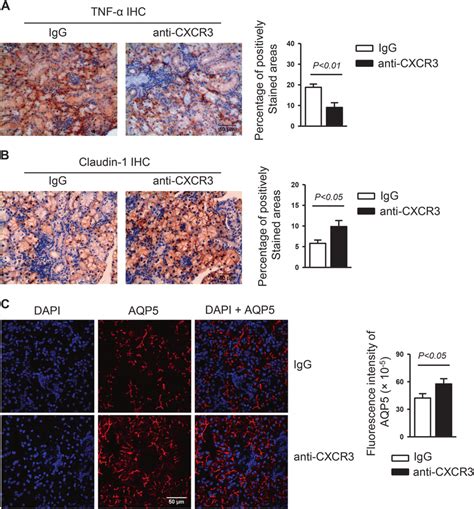 Anti Cxcr3 Treatment Reduces Tnf α Expression And Elevates Claudin 1