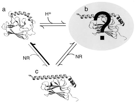 A Model For The Conformational Equilibria Observed In The Dnak 387 552