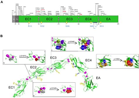 Molecular Structure Of The Extracellular Domains Of Dsg2 A Schematic