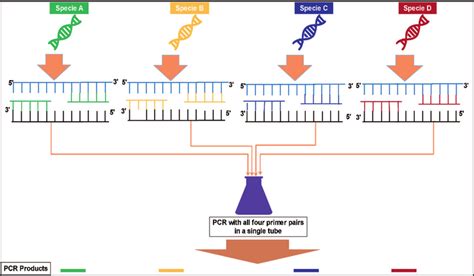 Diagram Showing The Multiplex Pcr Approach [46] Multiplex Pcr Is A