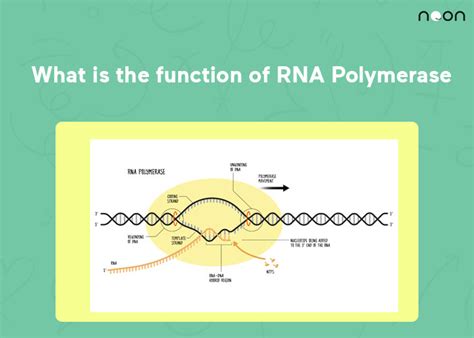 Rna Polymerase Structure And Function