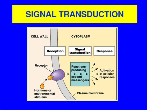 Ppt Signal Transduction Powerpoint Presentation Free Download Id