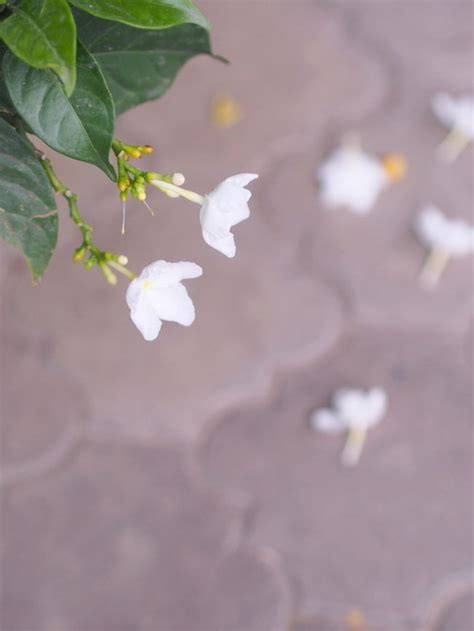 『カンボジアの花、笑顔の子供たち、お土産 （カンボジア4）』シェムリアップ カンボジア の旅行記・ブログ By Ellieさん【フォートラベル】