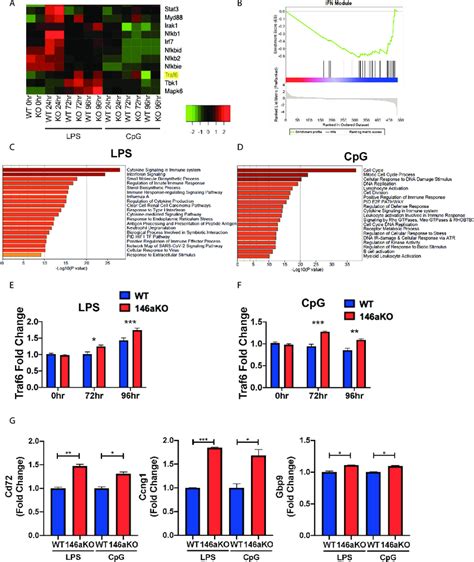 Mir 146ako B Cells Have Upregulated Interferon Pathway Genes Expression