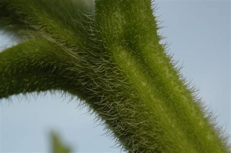 Hairy Crotch Telegraph