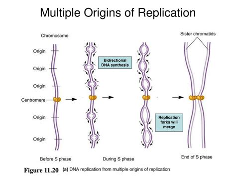 ppt dna replication powerpoint presentation free download id 607130
