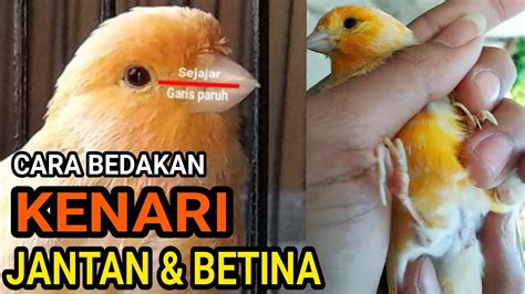 Cara Membedakan Kenari Jantan And Betina Akurat 100 Youtube