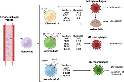 Schematic Representation Of M1 And M2 Macrophage Pola