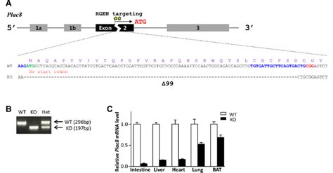 Crispr Cas9 Mediated Generation Of A Plac8 Ko Mouse Model A A
