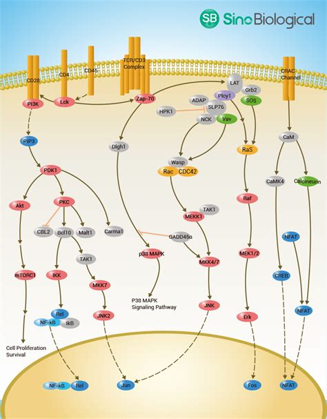 T Cell Receptor Signaling Pathway