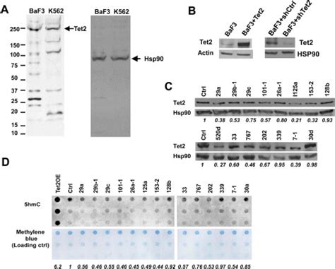 An Extensive Network Of Tet2 Targeting Micrornas Regulates Malignant