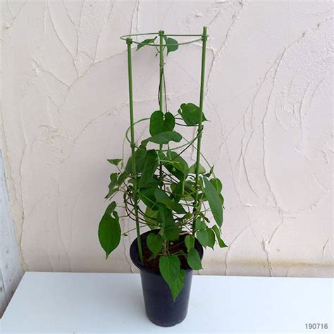 イエライシャン（夜来香）6号鉢植え の通販 園芸ネット