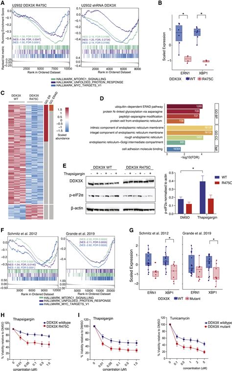 Sequential Inverse Dysregulation Of The Rna Helicases Ddx3x And Ddx3y