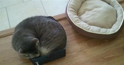 Cat Logic Imgur